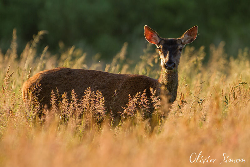 Balade Nature : Photographie Nature avec Olivier Simon » Biche dans les ...