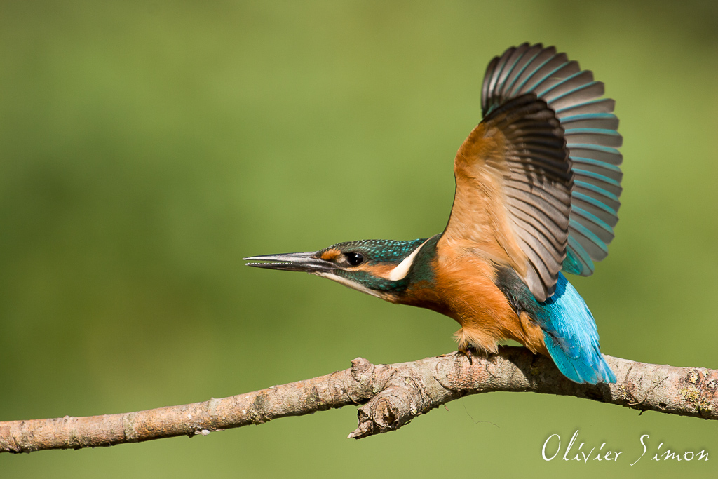 Balade Nature : Photographie Nature avec Olivier Simon » Galerie ...